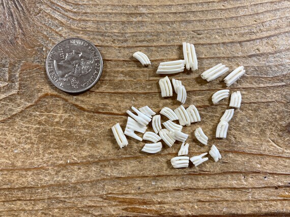 Muskrat Teeth Real Animal Teeth 30 Pieces Lot No. - Etsy