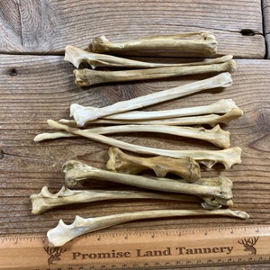 Jewelry Assortment of Small Mammal Leg Bones - Real Bones - Lot No ...
