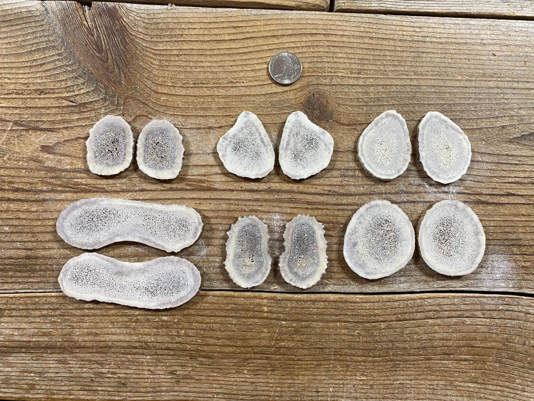 Lot of Elk Antler Slices - 6 Pairs - Thin Cut Slices - Jumbo - Lot No ...