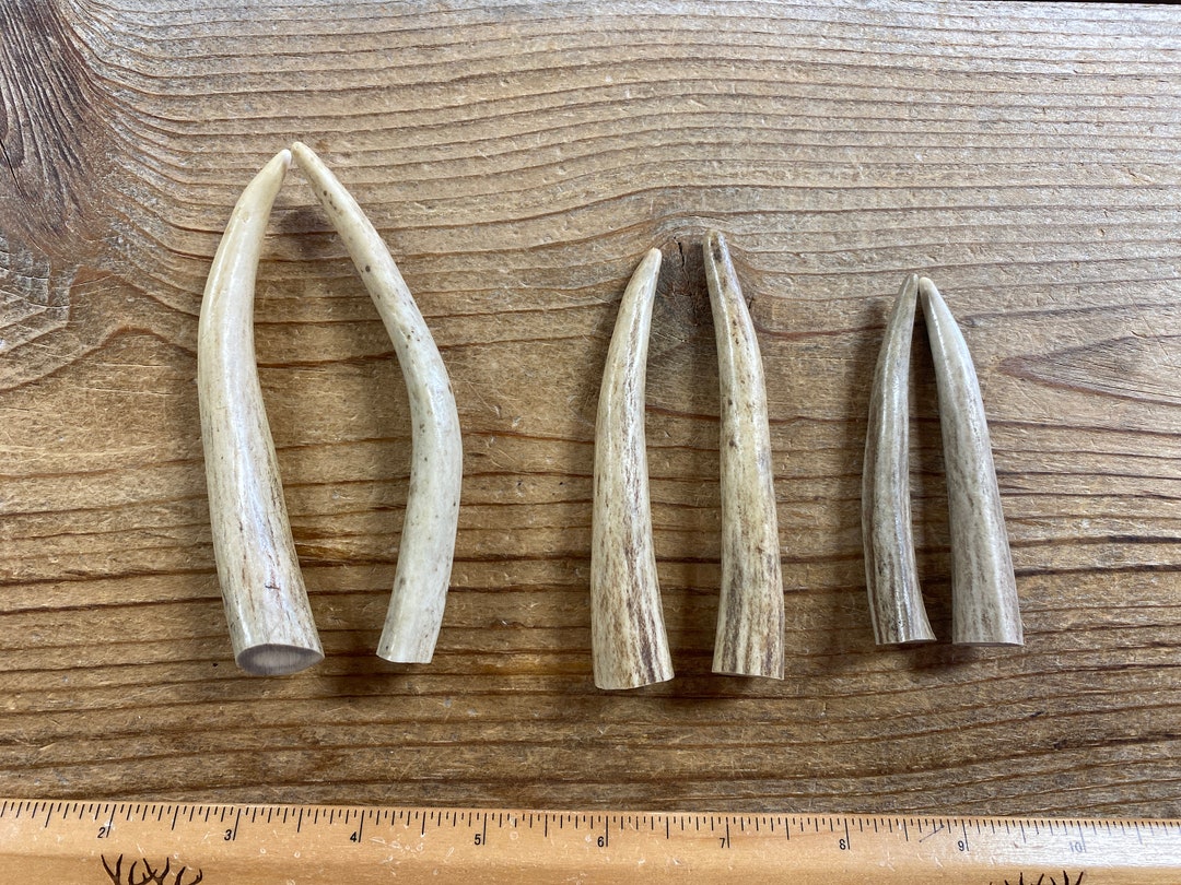 Three Pairs of Deer Antler Points - Natural Deer Antlers - Lot No ...