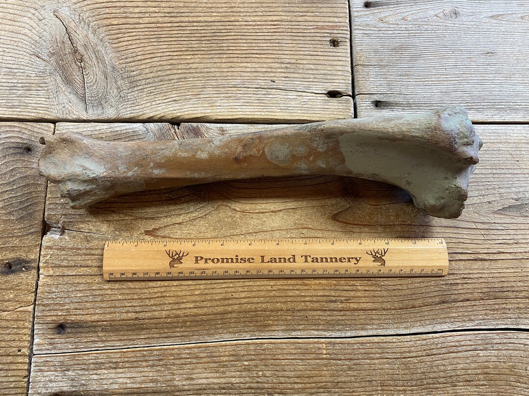 Fossil Bison Tibia Bone - Nebraska - Lot No. 221203-X - Etsy