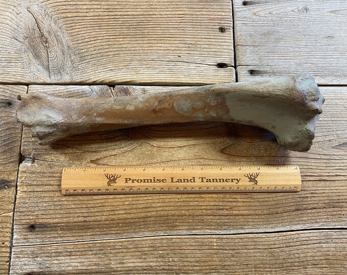 Lot of 4 Fossil Bison Toe Bones - Nebraska - Lot No. 190714-UU - Etsy