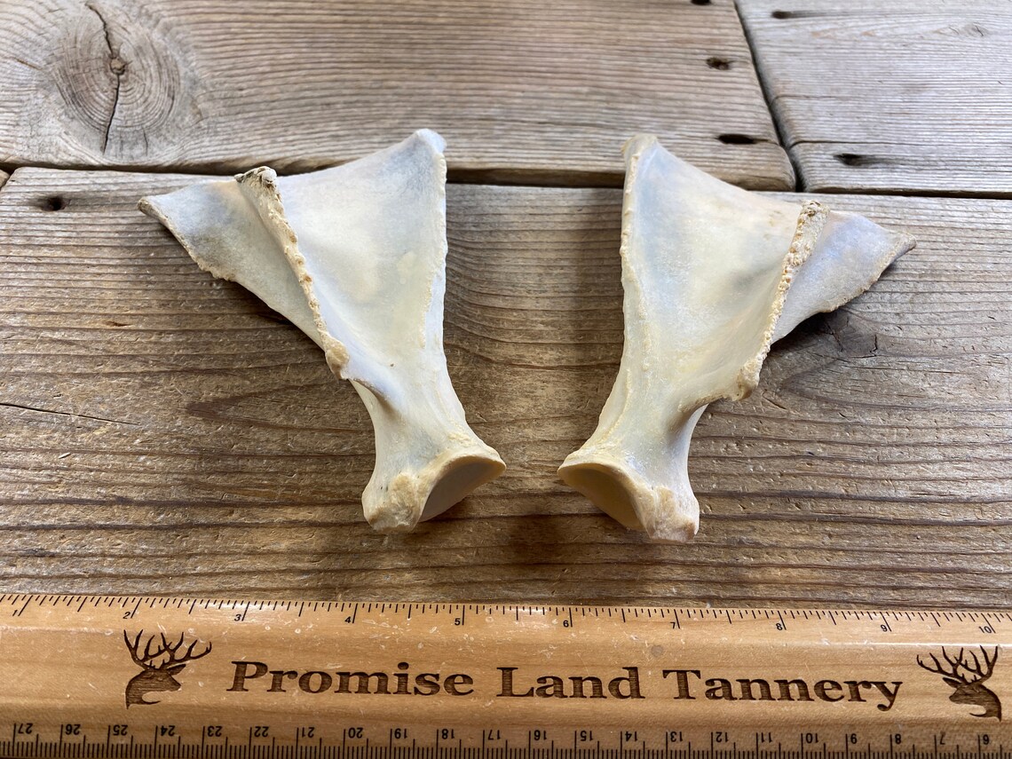 Goat Scapula Bones Real Bones Lot No. 210704-J - Etsy