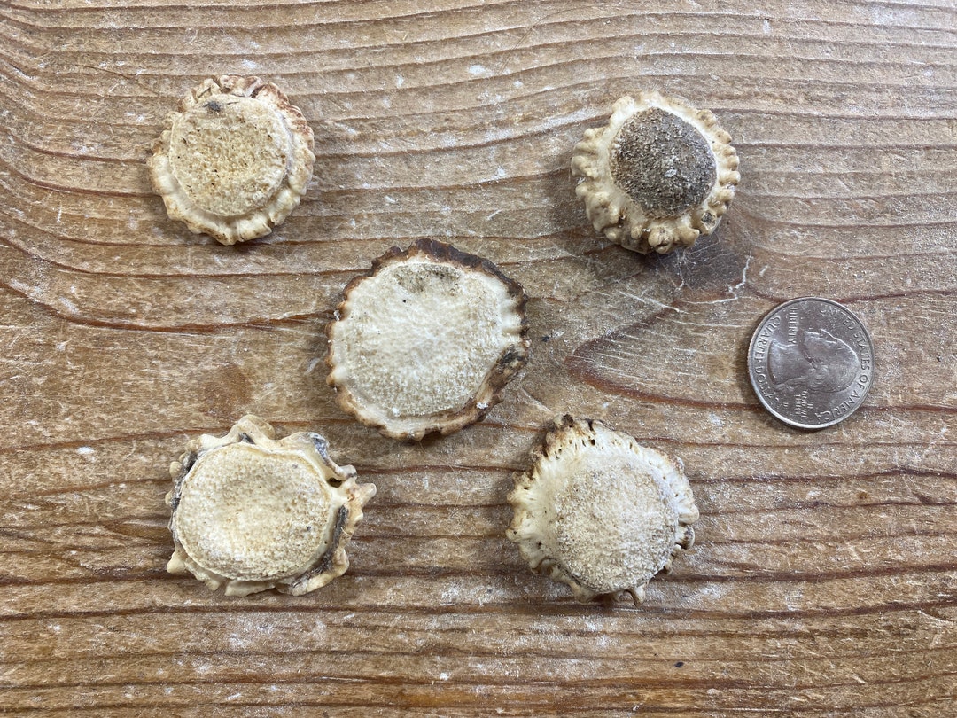 Deer Antler Burrs - Cut Flat- Drilling Options Available - Lot No ...