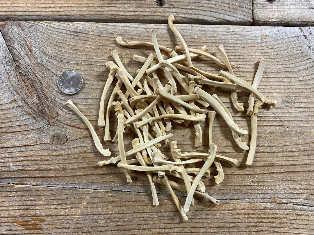 Jewelry Assortment of Domestic Rabbit Ulna Bones - 50 Real Bones - Lot ...
