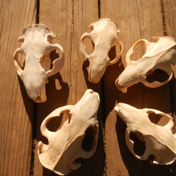 Beaver Skull - Etsy