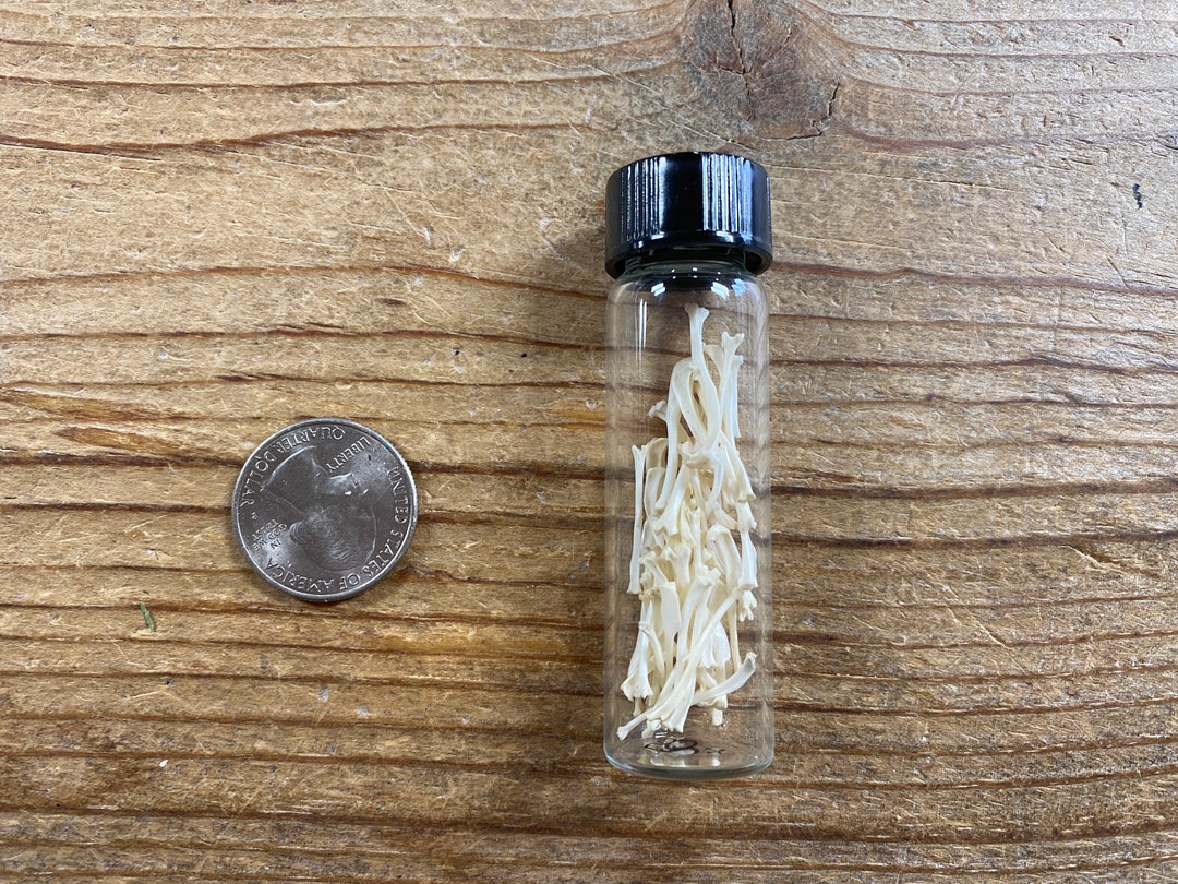 Vial of Assorted Rodent Tibia Bones - Real Bones - Lot No. 220401-P - Etsy