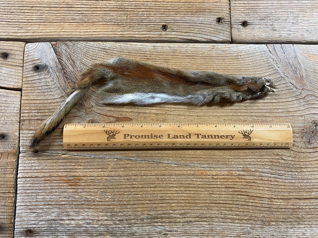 Eastern Red Squirrel Fur Pelt One Full Skin Lot No. 231102-WW - Etsy