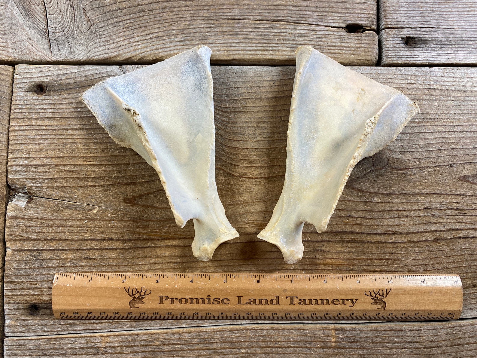 Goat Scapula Bones Real Bones Lot No. 210704-J - Etsy
