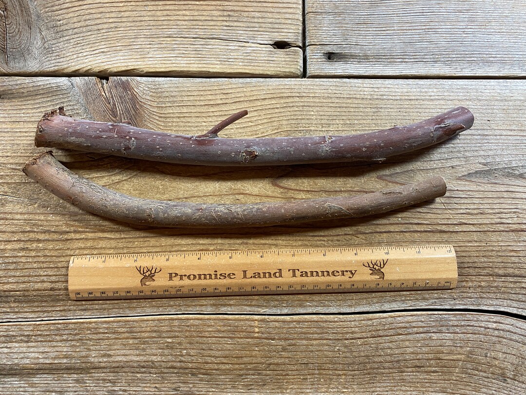 Weeping Willow Limb Wood - 2 Pieces - Medium Diameter Twigs and Sticks ...