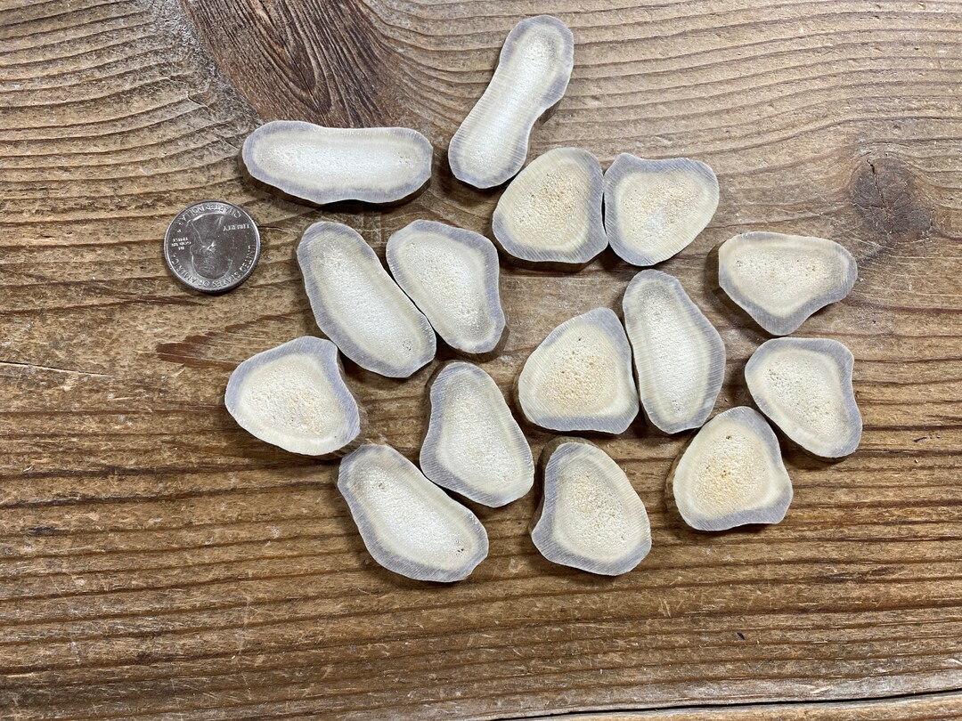 Lot of Deer Antler Slices - 15 Extra Large-jumbo Matching Pieces - Lot ...