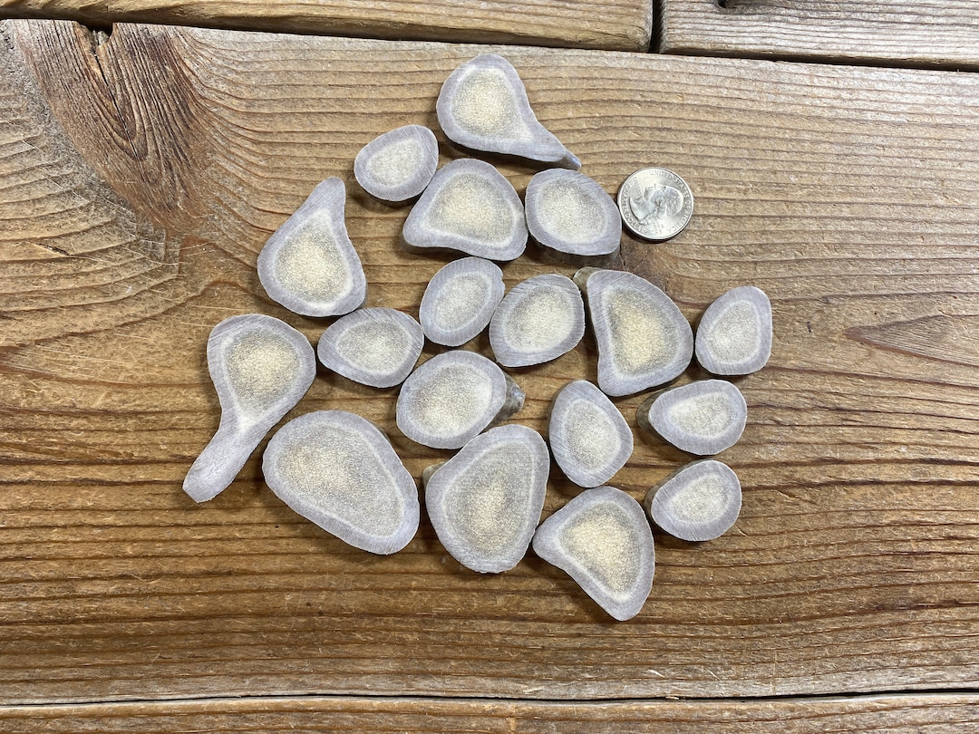 Lot of Deer Antler Slices - 18 Pieces - Large-jumbo - Lot No. 220710-HH ...