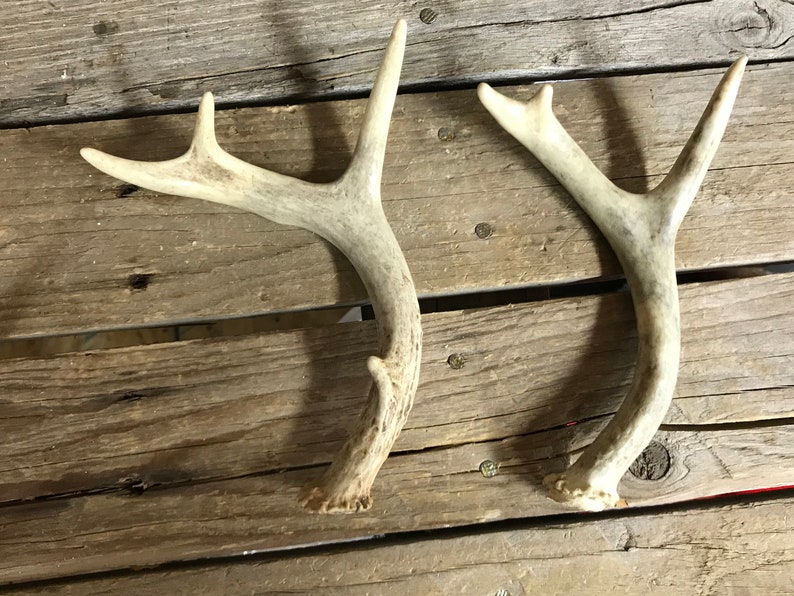 Extra Small Deer Antler - 3-4 Point Shed - Whitetail Deer - 1 Antler ...