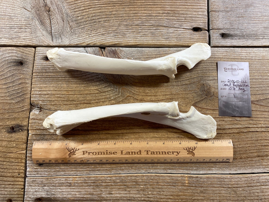 Goat Radius Ulna Bones Real Bones Lot No. 210610-LLL - Etsy