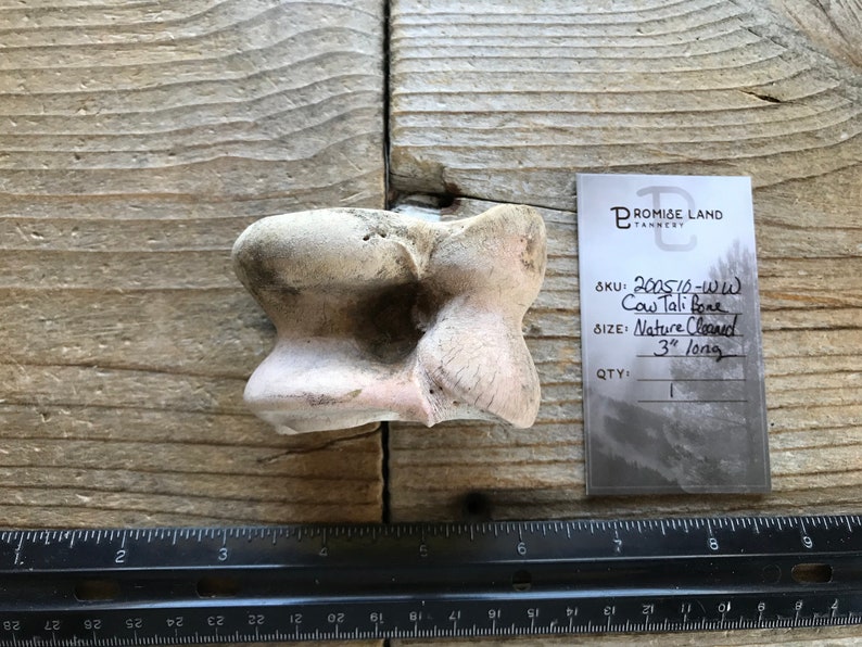 Nature Cleaned Cow Astragalus Bone Talus Tali Knuckle Bone - Etsy