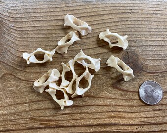 Real Atlas Vertebra - Etsy