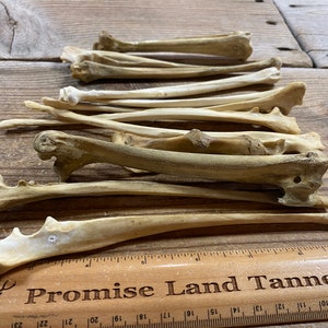 Jewelry Assortment of Small Mammal Leg Bones - Real Bones - Lot No ...