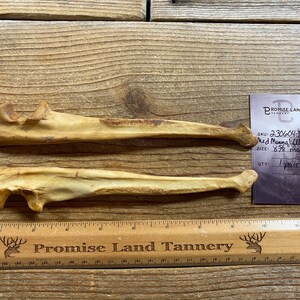 Pair of Mammal Ulna Bones - Real Bones - Lot No. 230604-DDD - Etsy