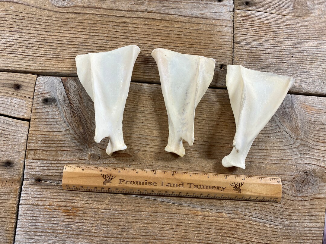 Jewelry Assortment of Medium Scapula Bones - Real Bones - Lot No ...