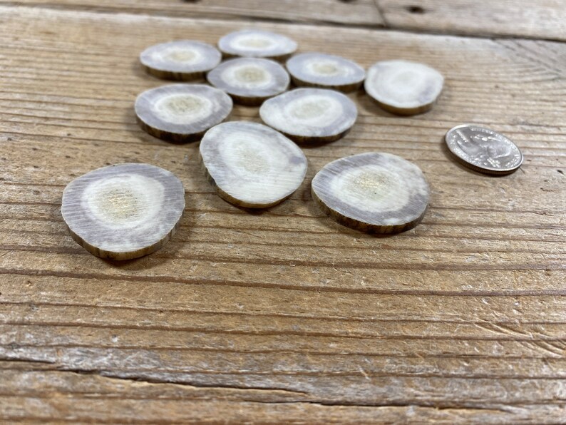 Deer Antler Slices - Matching - 10 Thin Cut Pieces - Extra Large - Lot ...