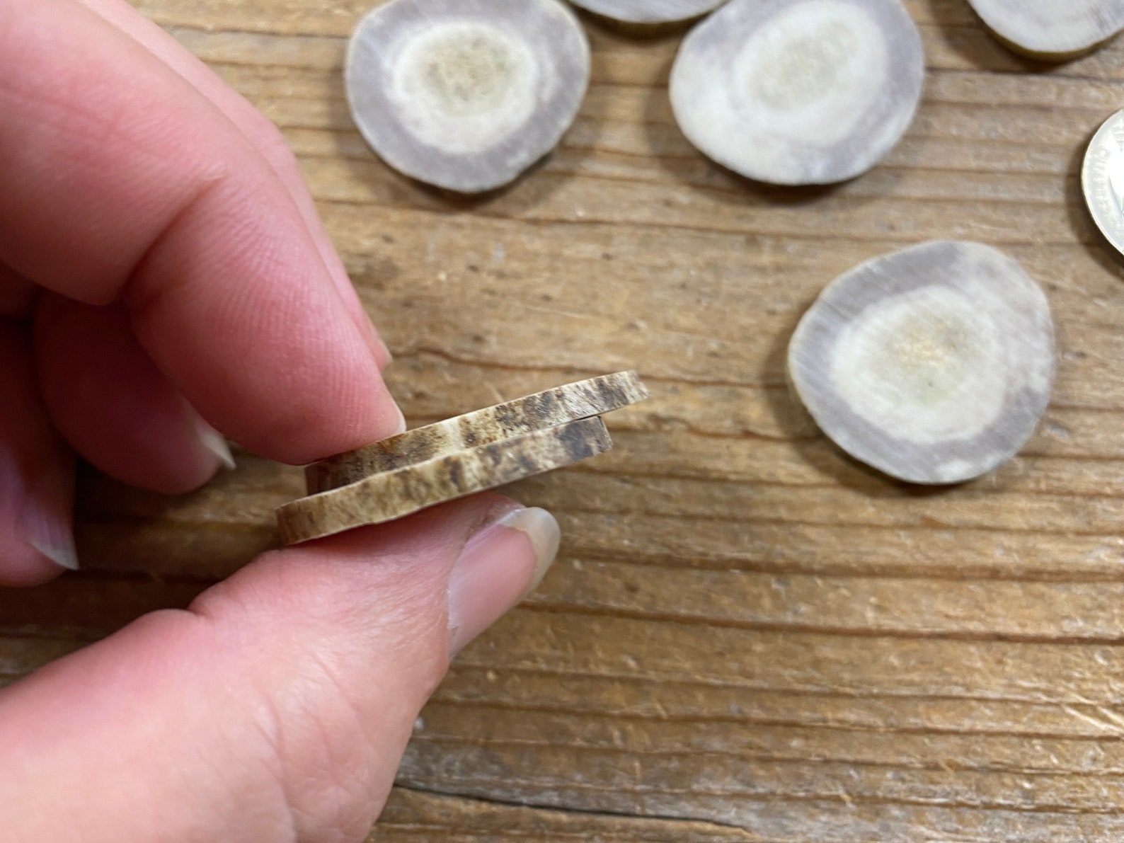Deer Antler Slices - Matching - 10 Thin Cut Pieces - Extra Large - Lot ...