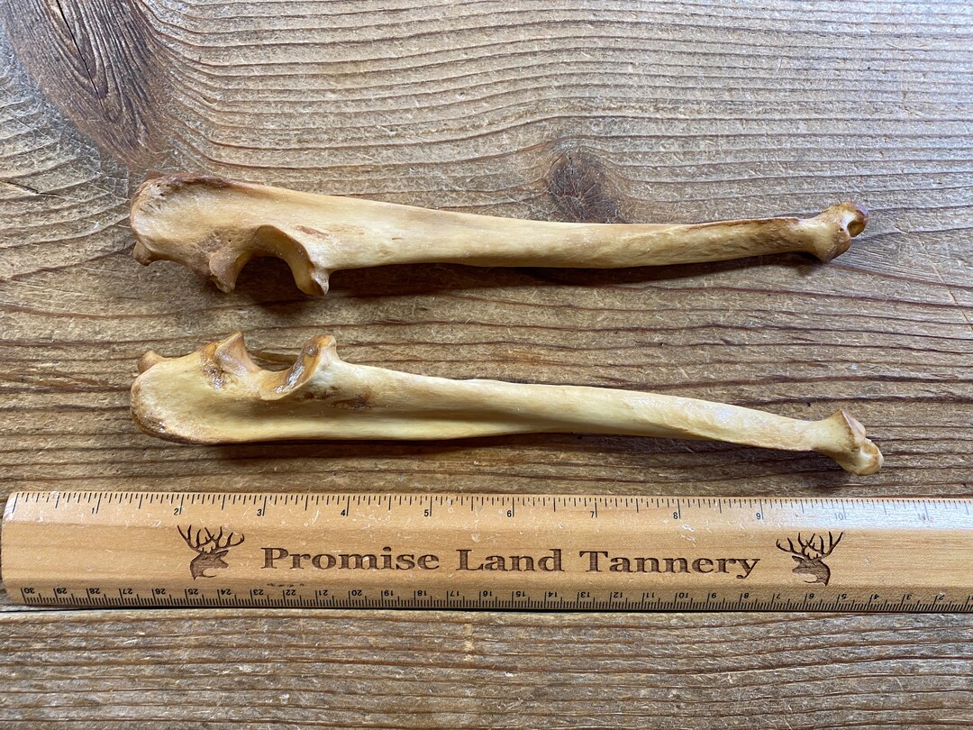 Pair of Mammal Ulna Bones - Real Bones - Lot No. 230604-DDD - Etsy