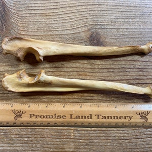 Pair of Mammal Ulna Bones - Real Bones - Lot No. 230604-DDD - Etsy