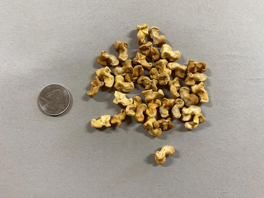 Lot of Small Domestic Rabbit Heel Bones - 35 Pieces for Runes - Lot No ...