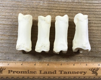 One Pair Real Bones Lot No Mini Pig Scapula Bone 200802-ZZZ Home ...