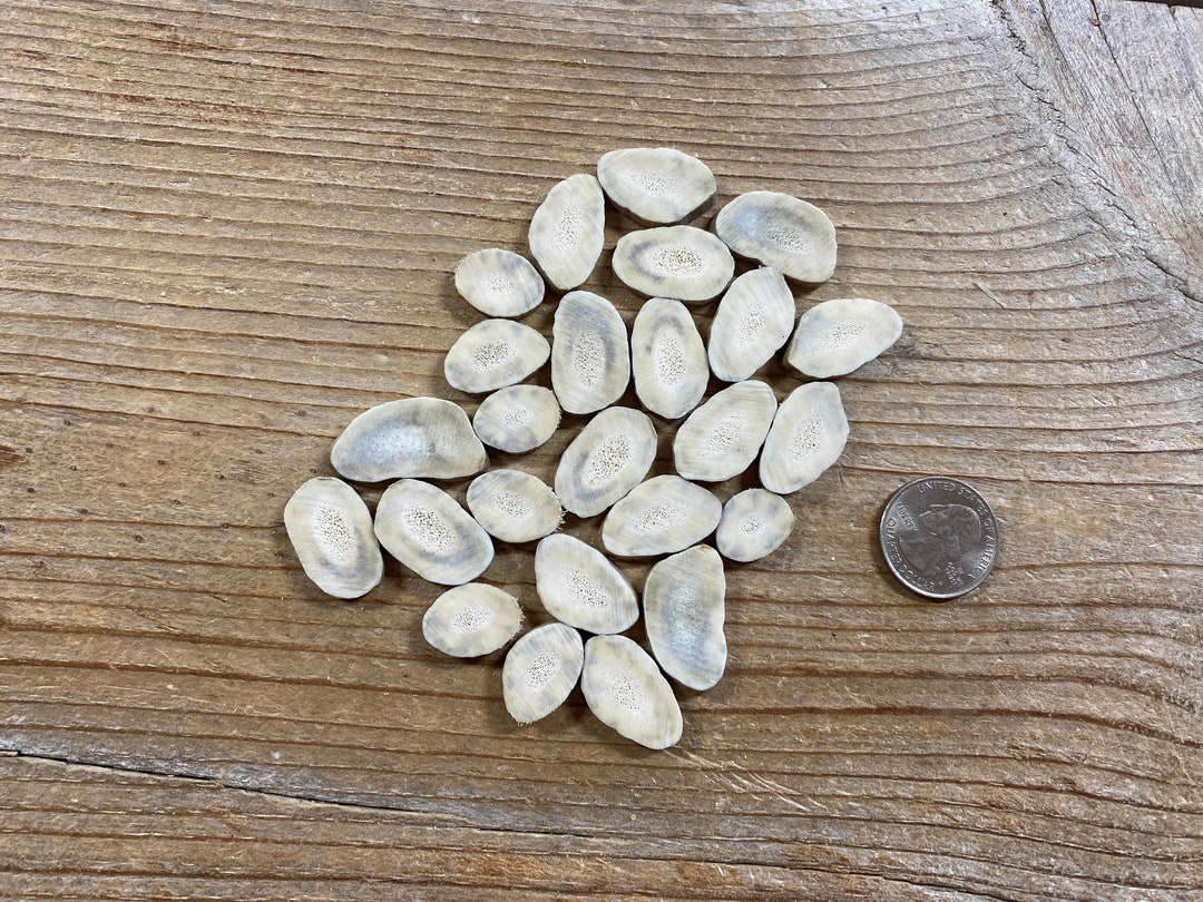 Deer Antler Slices - 25 Matching Thin Cut Pieces - Small-large - Lot No ...