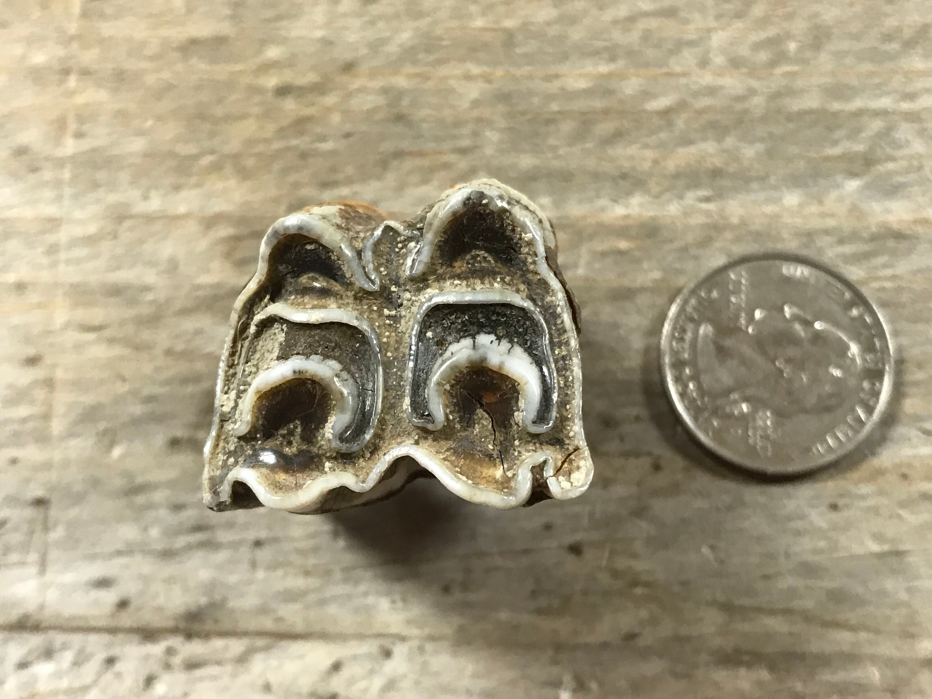 Fossil Bison Molar Tooth Nebraska Lot No. 16 | Etsy