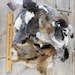 Salvaged Fur Scraps - CHOICE of Species - Red Fox Coyote Raccoon Etc - Etsy