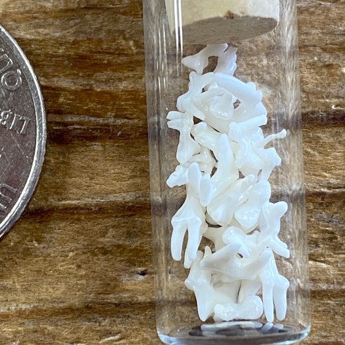 Real Muskrat Teeth Assorted 20 Pieces Stock No 1-103 | Etsy