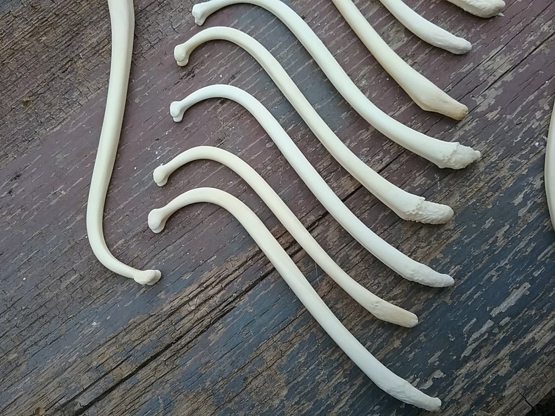 Raccoon Baculum Bones Real Penis Bones Assorted Pieces | Etsy
