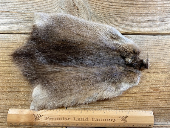 Muskrat pelt Home Décor Taxidermy & Curiosities Home & Living etna.com.pe