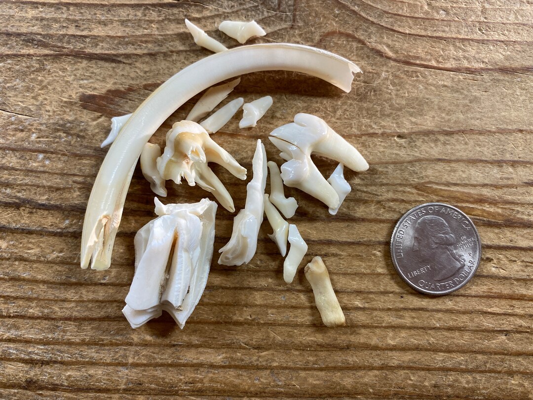 B Quality Real Animal Teeth - Assorted Species - 20g Bag - Stock No. 1 ...