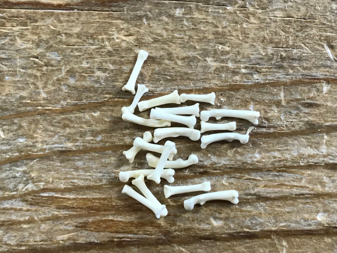 Squirrel Toe Bones Real Bones 20 Assorted Pieces Stock No. 1-71 - Etsy