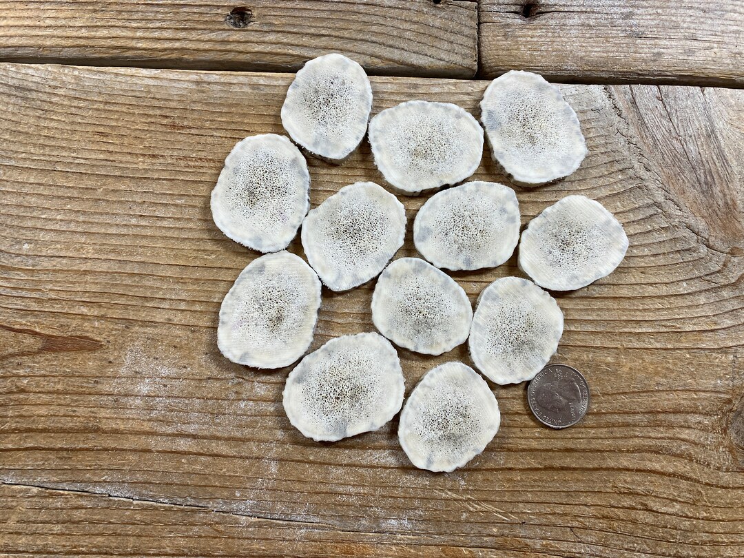 Lot of Elk Antler Slices - 12 Thin Cut Slices - Jumbo - Lot No. 231012 ...