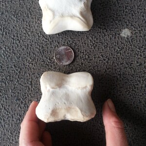 One Horse Short Pastern Bone - Leg Bone - Real Bone Stock No. HSPB - Etsy
