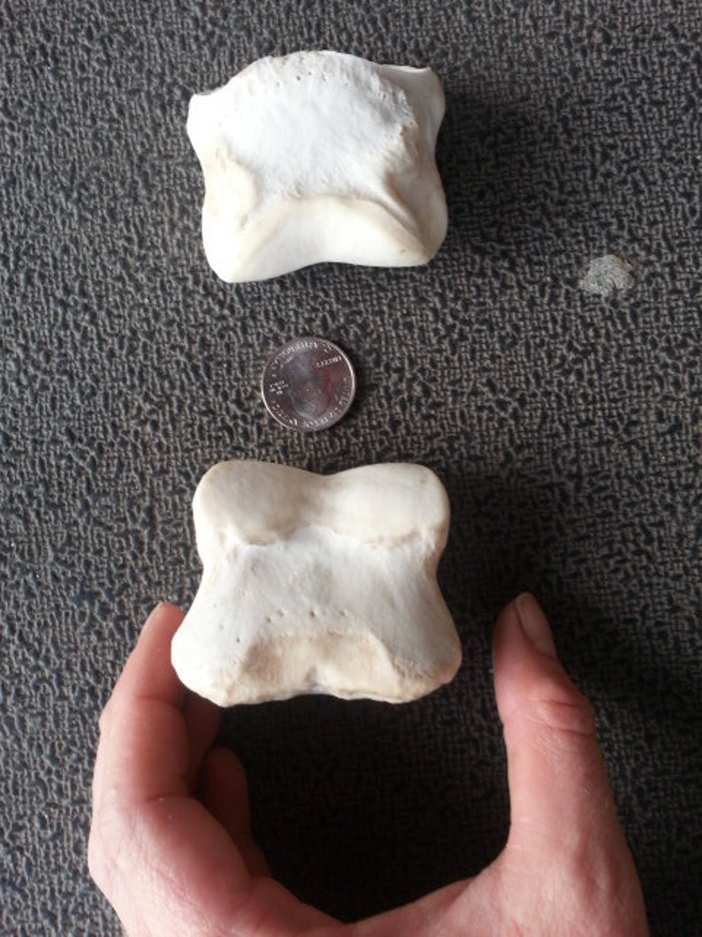 One Horse Short Pastern Bone Leg Bone Real Bone Stock No. | Etsy