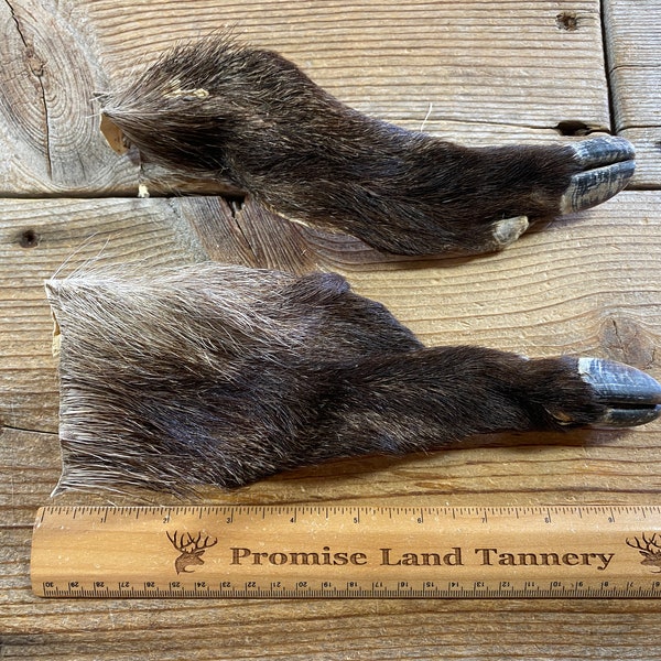 Javelina - Etsy