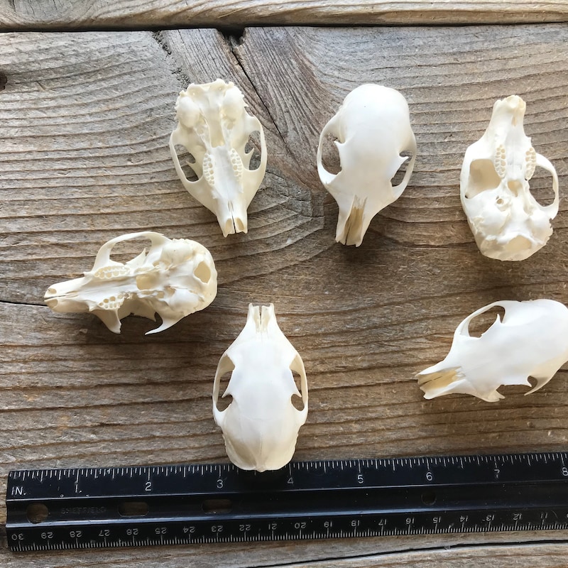 Squirrel Skull - Etsy