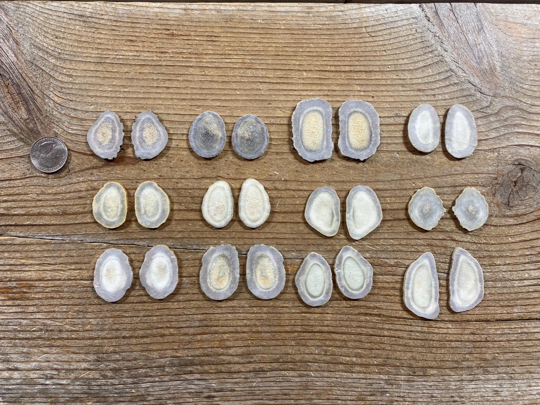 Lot of Deer Antler Slices - 12 Pairs - Ultra Thin Cut - Extra Large ...