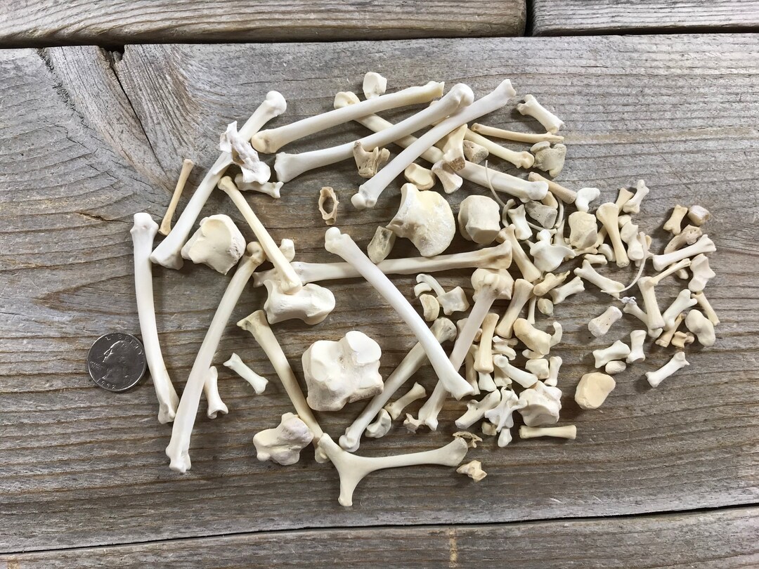 Little Bones Crafters Mixed Bag - 40 Pieces - Stock No. 1-89 - Etsy