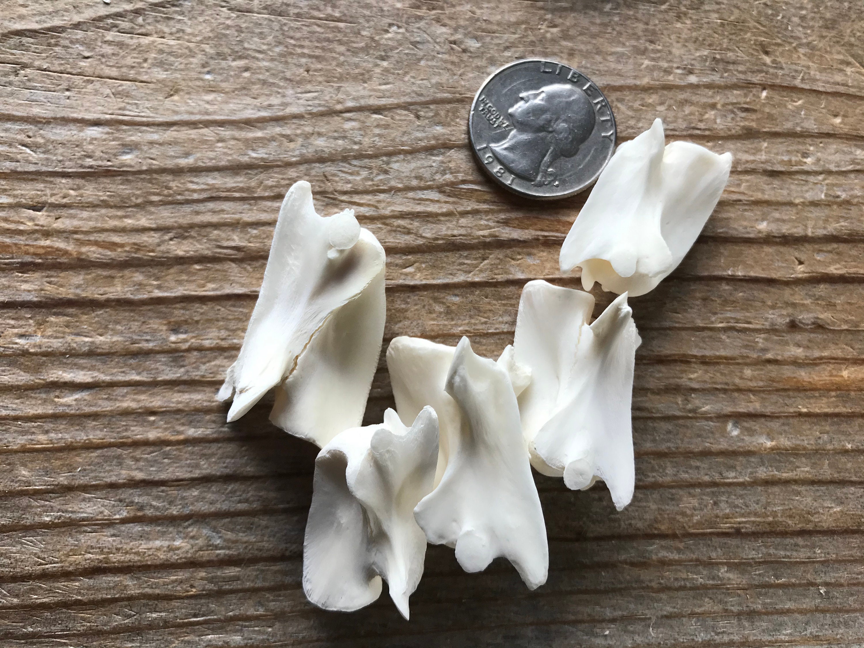 Snapping Turtle Vertebra Bones 5 Assorted Pieces Stock No. | Etsy