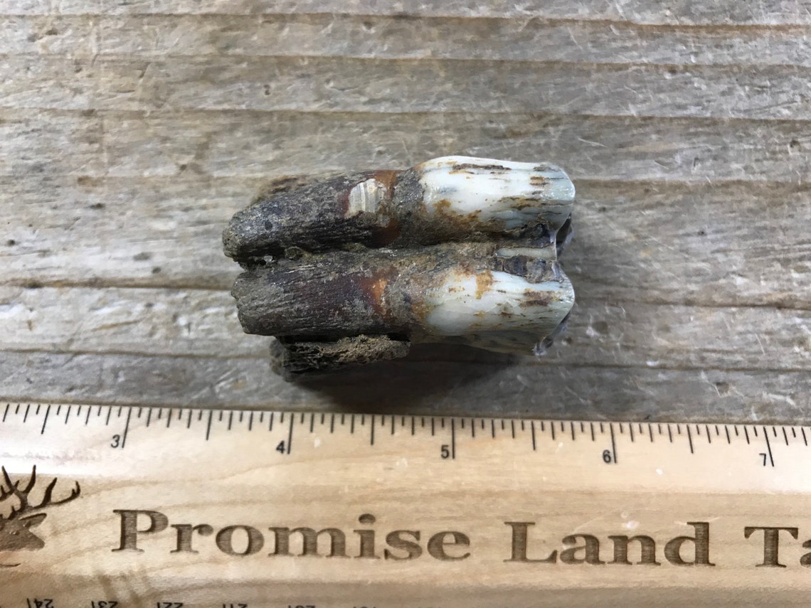 Fossil Bison Molar Tooth Nebraska Lot No. 190714-X - Etsy