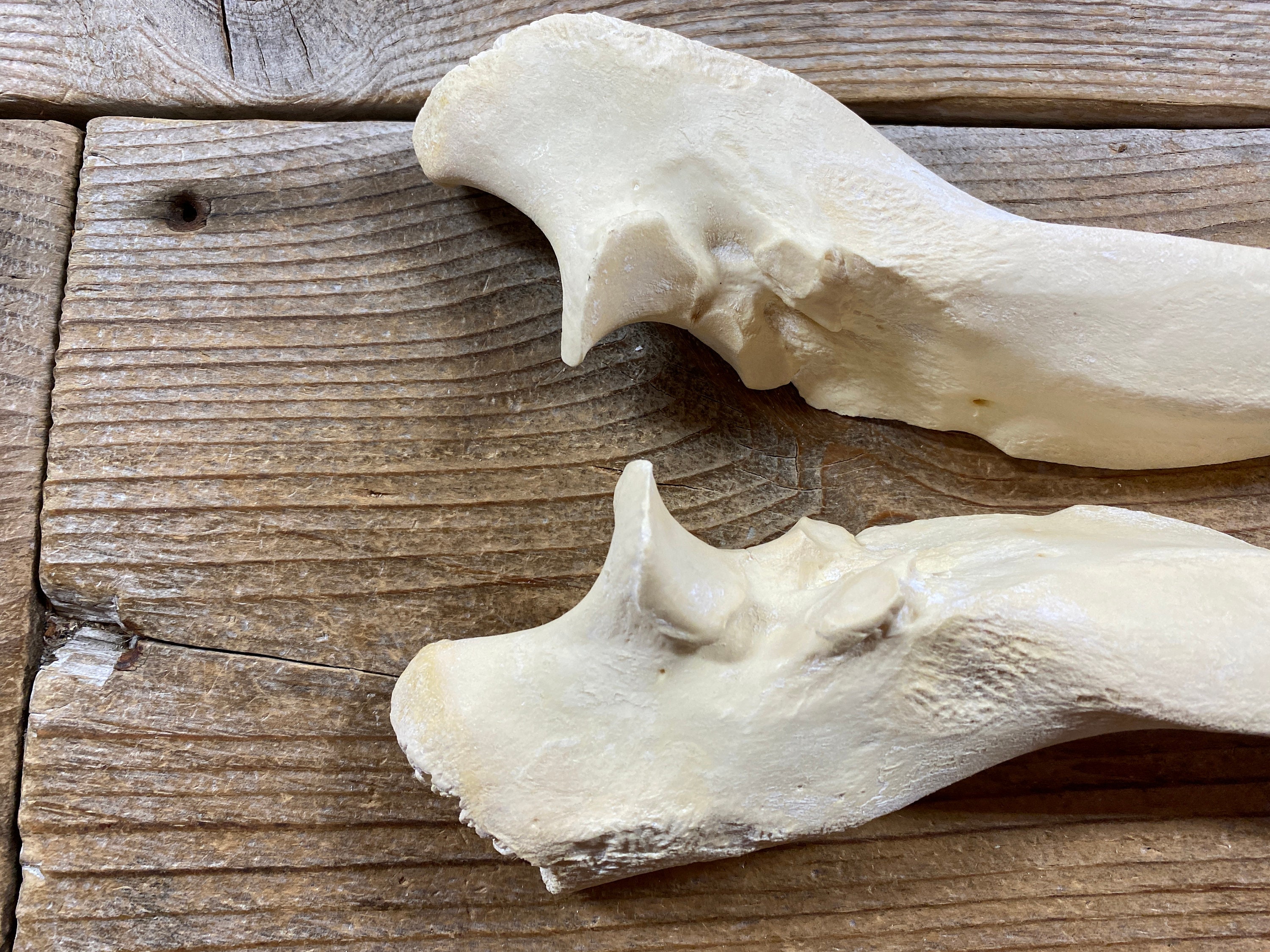 Pig Leg Bones Real Bone Lot No. 210619-R - Etsy