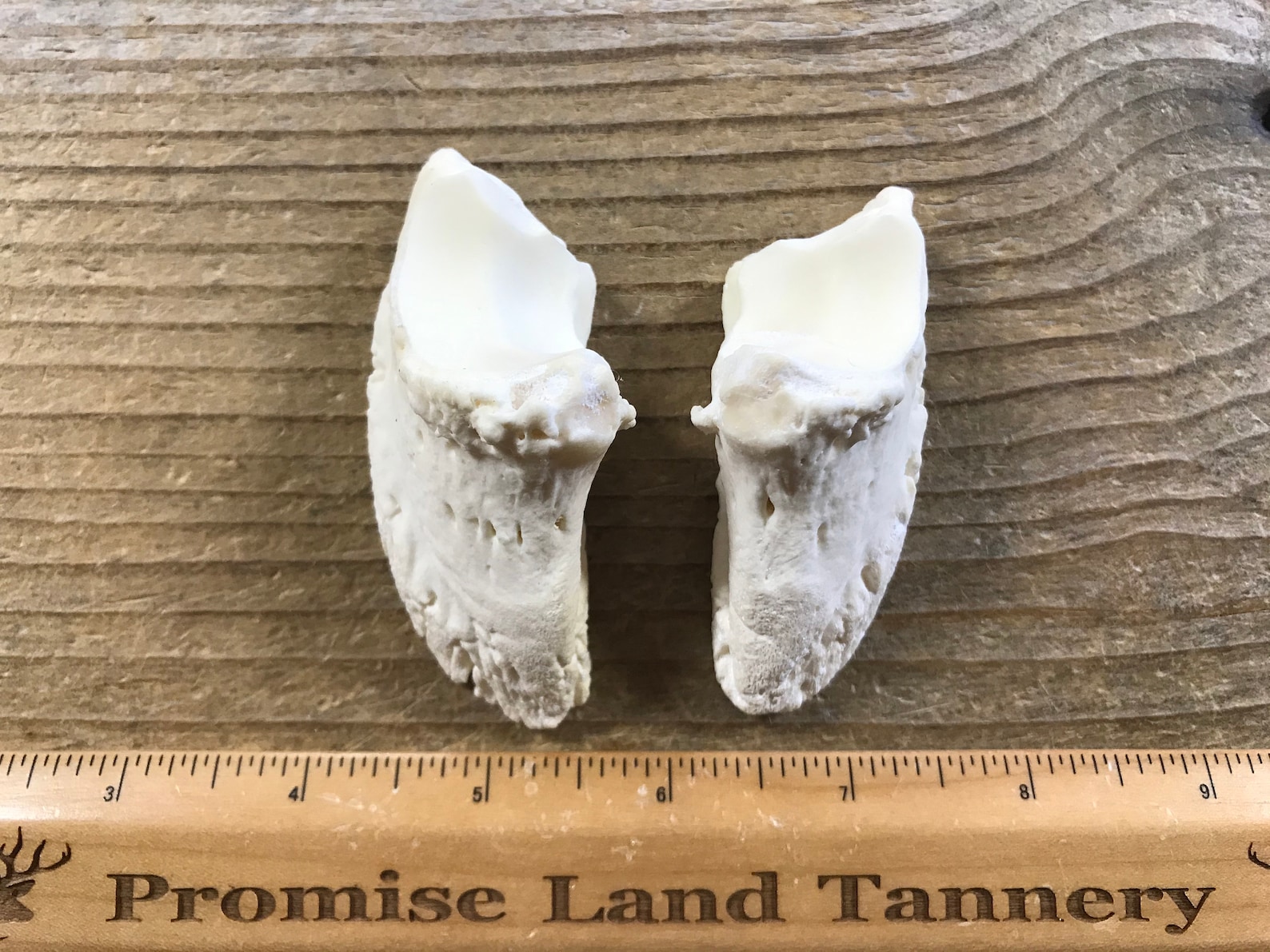 Cow Toe Bones Real Bones Lot No. 200816-E - Etsy