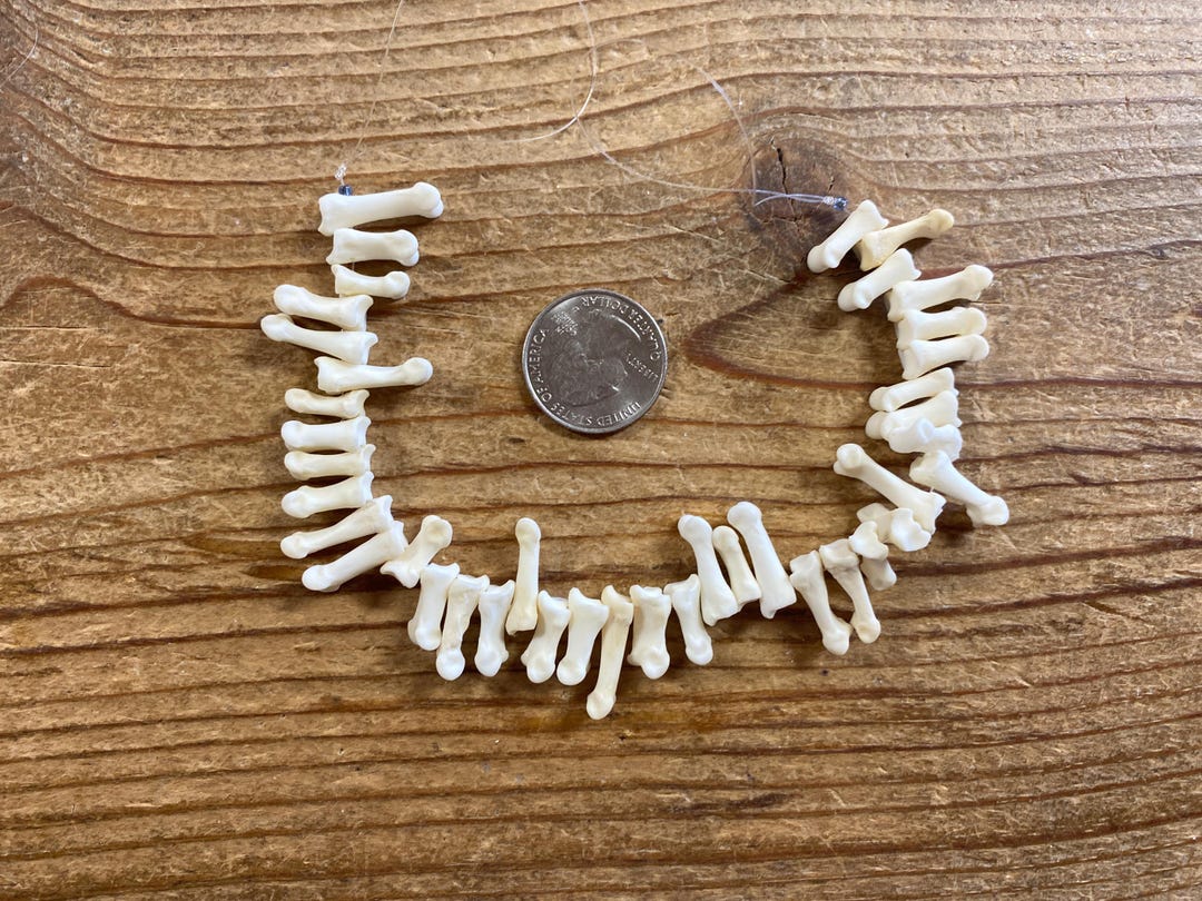 Coyote Toe Bone Beads - 40 Real Bones - Lot No. 240714-OO - Etsy