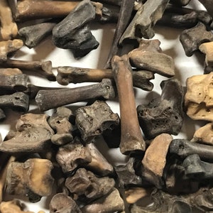 Small Antiqued Rabbit and Muskrat Mixed Bones Real Bones | Etsy